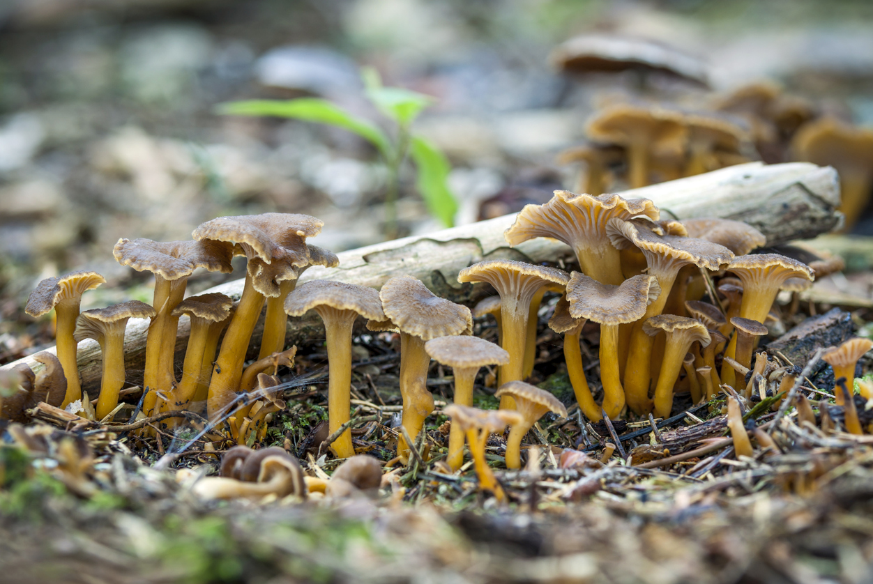 Quiz - Vet du vilka svampar du plockar? - Vardagssaker.se