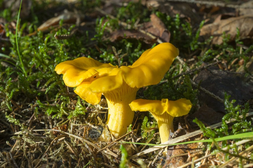 7 ätbara svampar i Sveriges natur - Vardagssaker.se